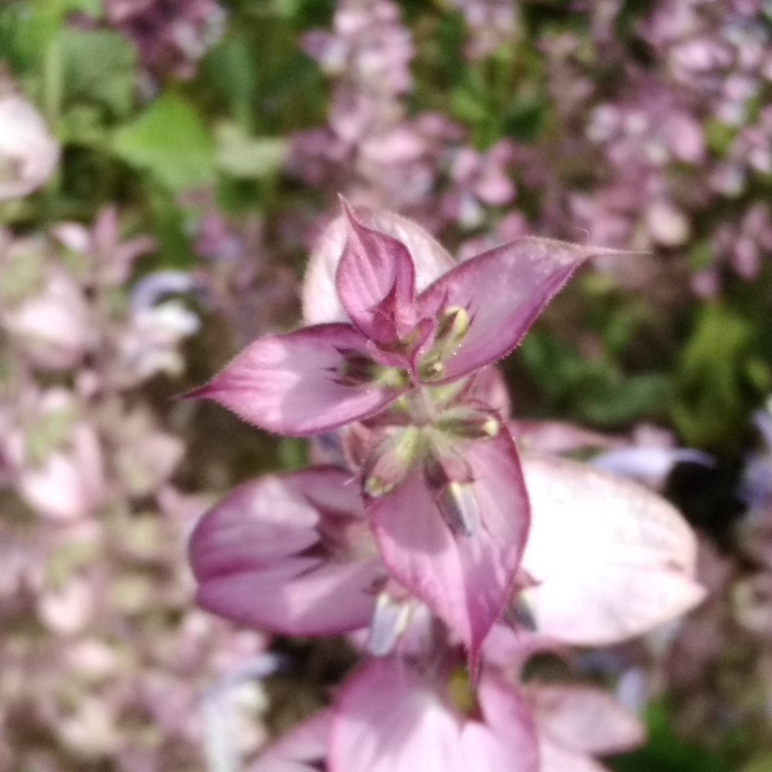 Huile essentielle Bio Sauge sclarée - Distillerie les Essentielles